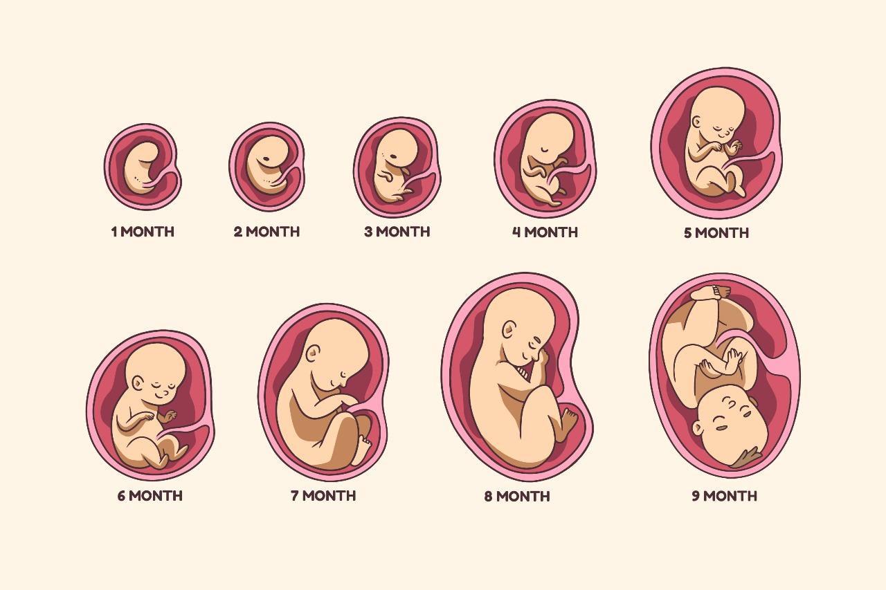 The Importance of Early Diagnosis for Birth Defects The Importance of Early Diagnosis for Birth Defects